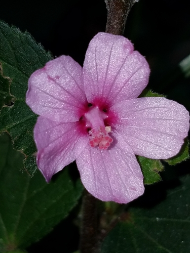 Genus Urena · iNaturalist