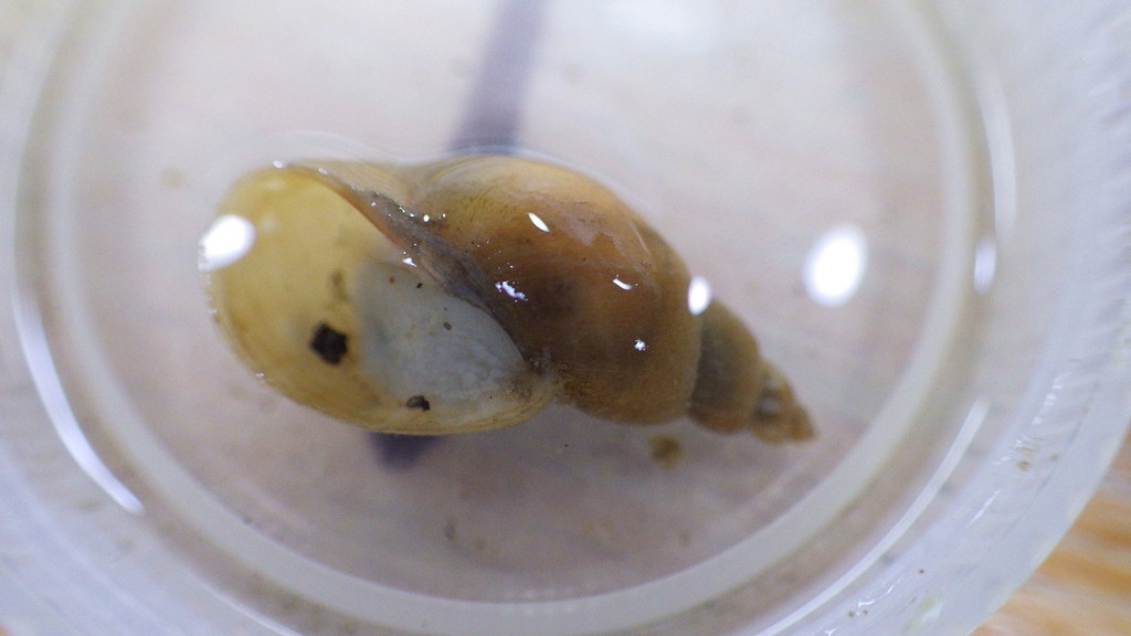 Pond and Melantho Snails from Northampton County, PA, USA on May 03 ...