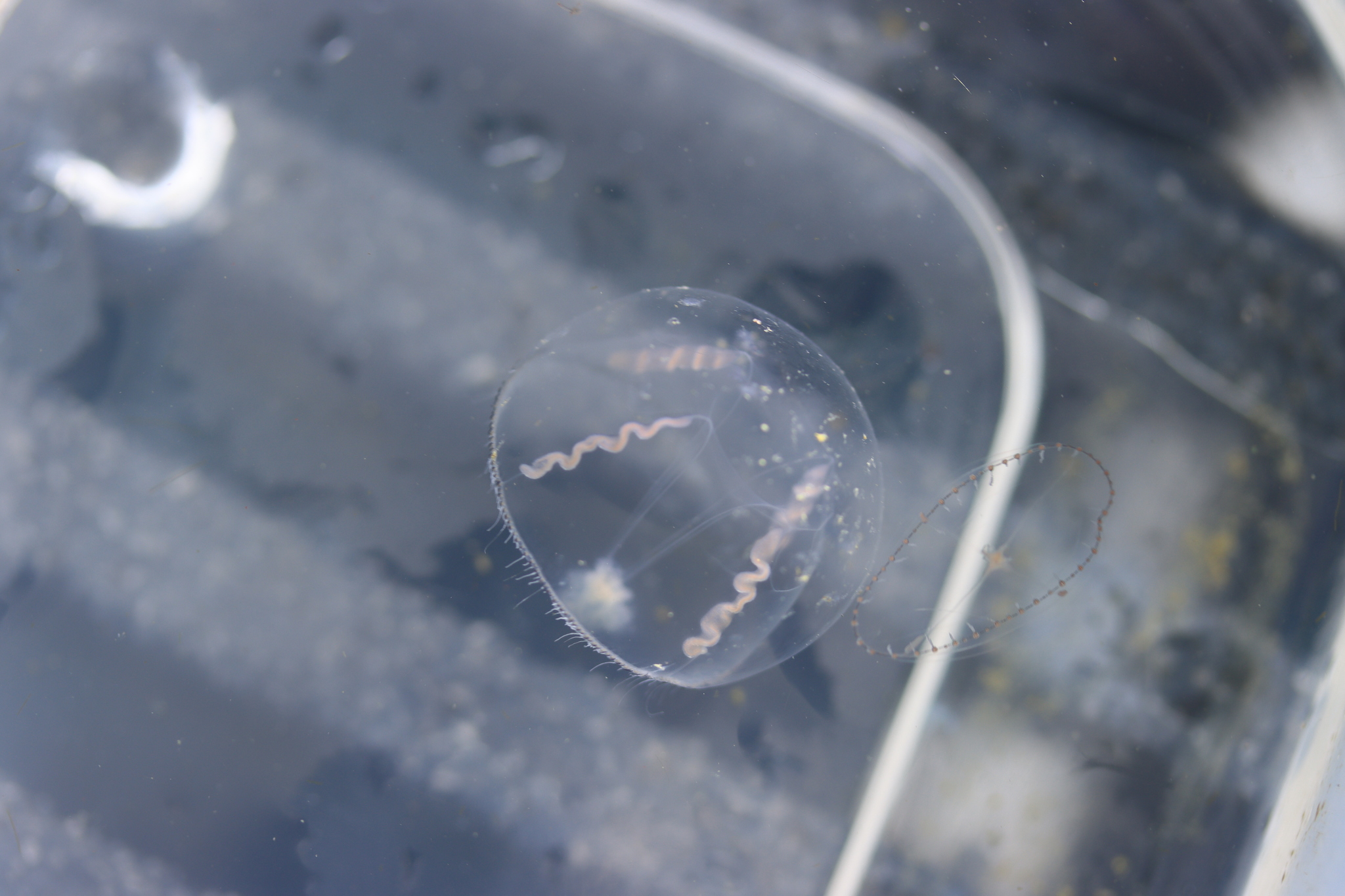 Eutonina indicans (Romanes, 1876)