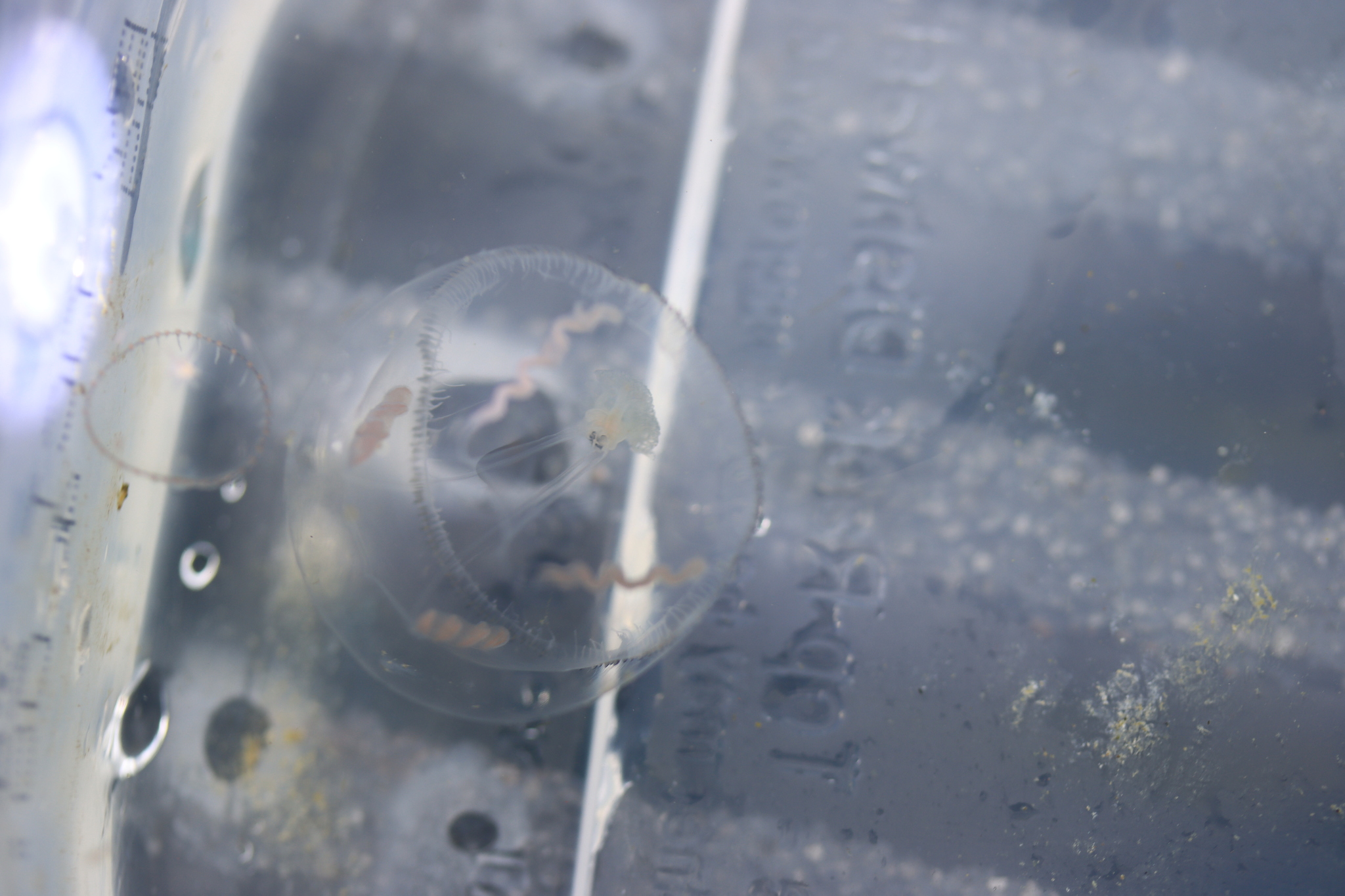 Eutonina indicans (Romanes, 1876)