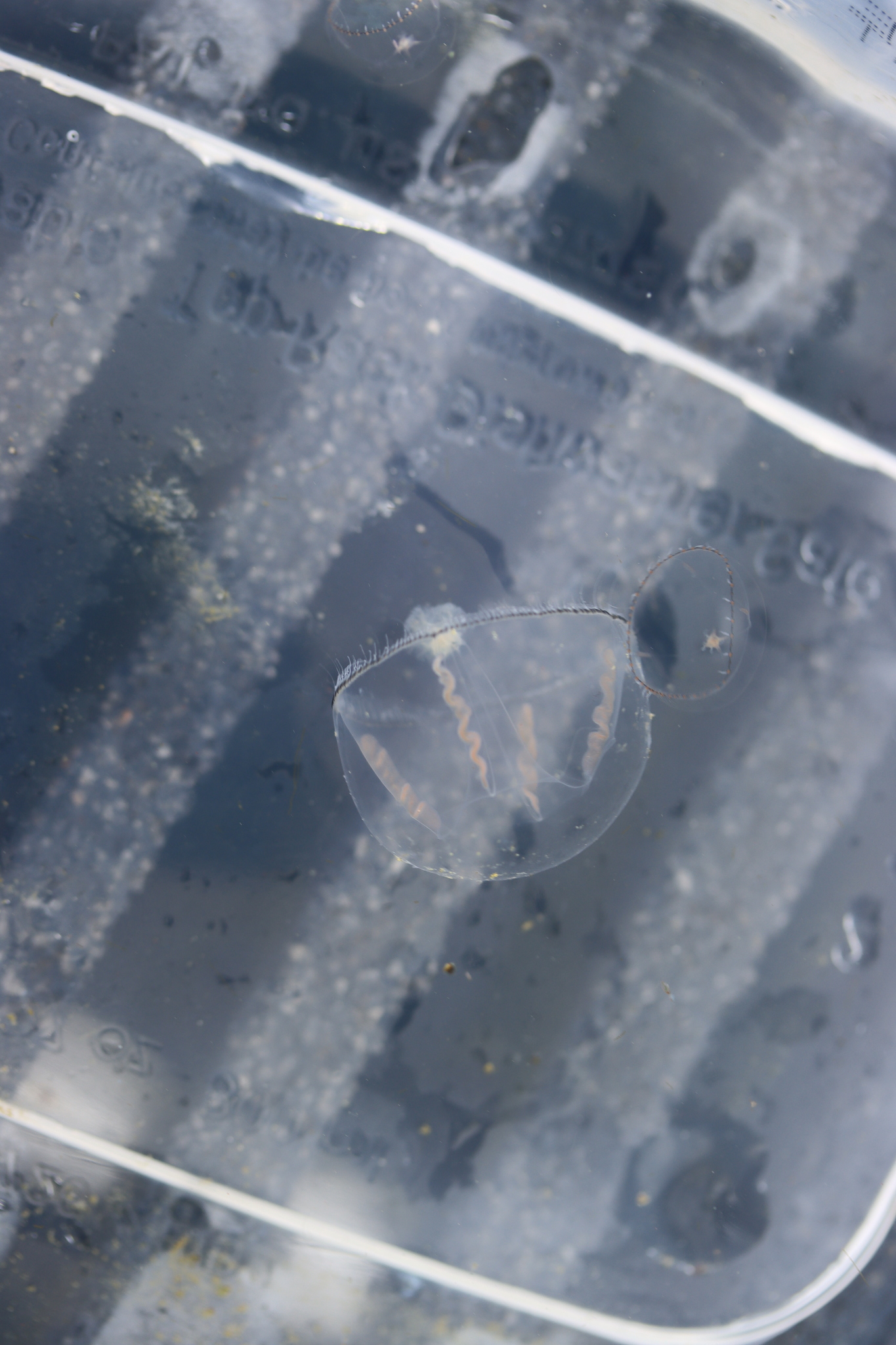 Eutonina indicans (Romanes, 1876)