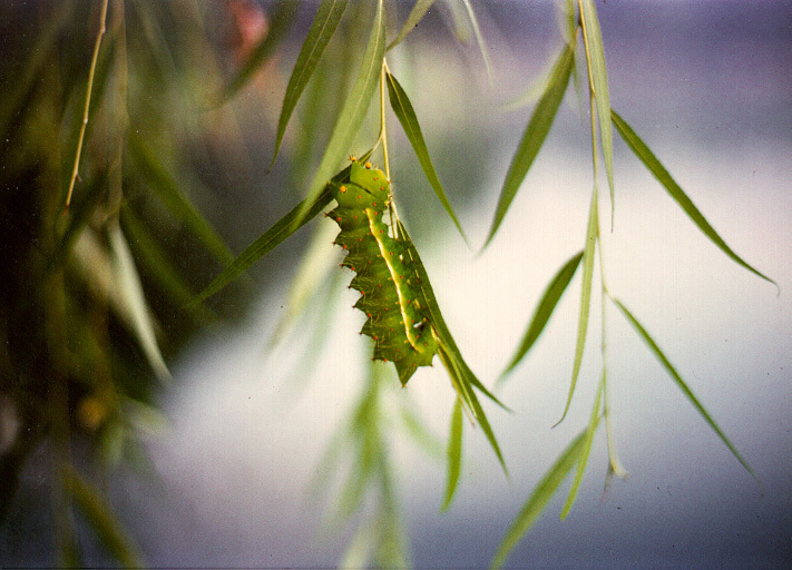 Chinese Moon Moth from Hubing Pond, Baohe, Hefei, China, 230000 on ...