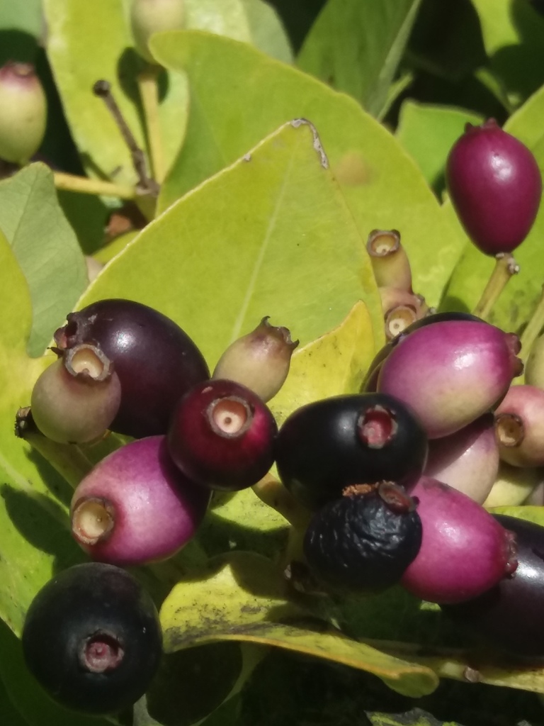 Water Berry from Bellville, Cape Town, South Africa on May 1, 2021 at ...