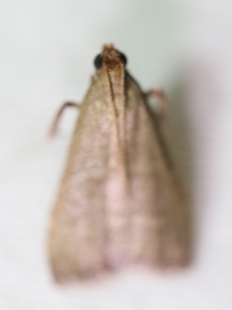 Olive Arta Moth from Alachua, Florida, United States on May 03, 2021 at ...