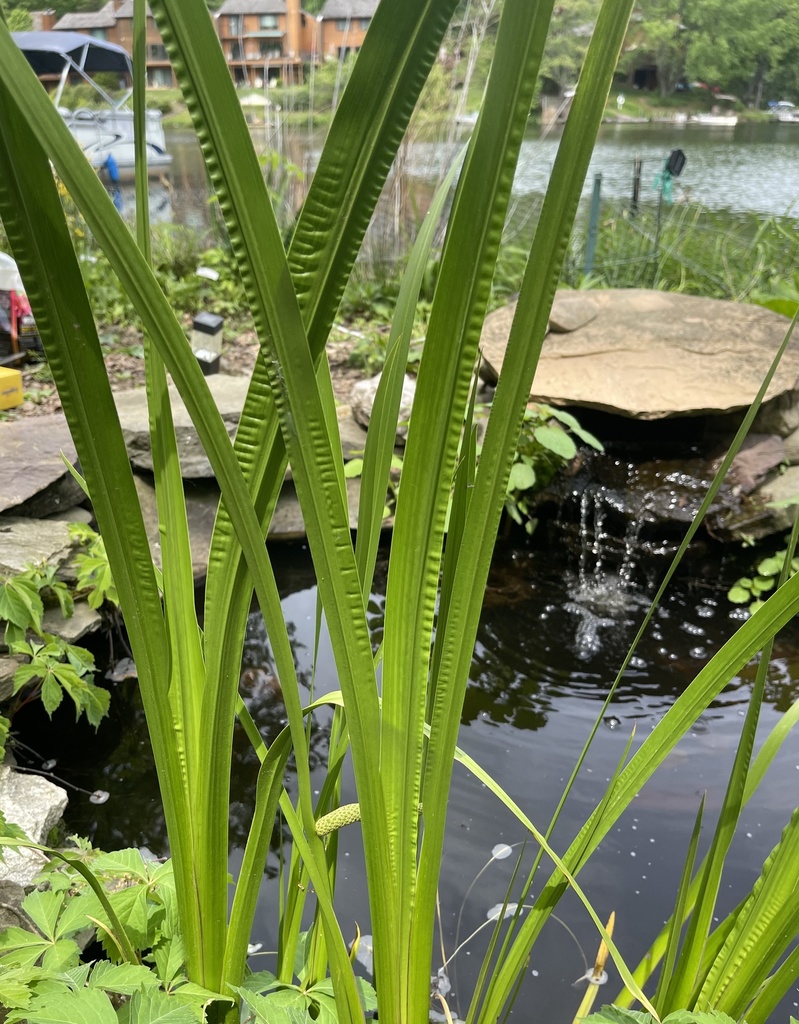 Eurasian Sweet-Flag from Burgee Ct, Reston, VA, US on May 4, 2021 at 12 ...