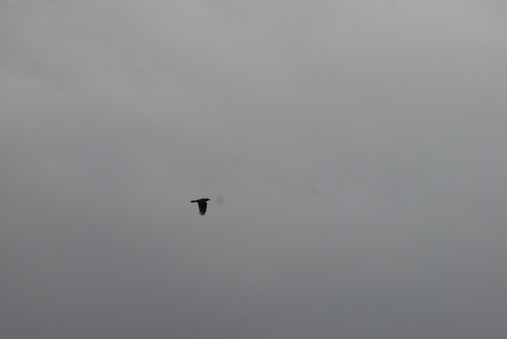 American Crow from Southwest Calgary, Calgary, AB, Canada on May 03 ...
