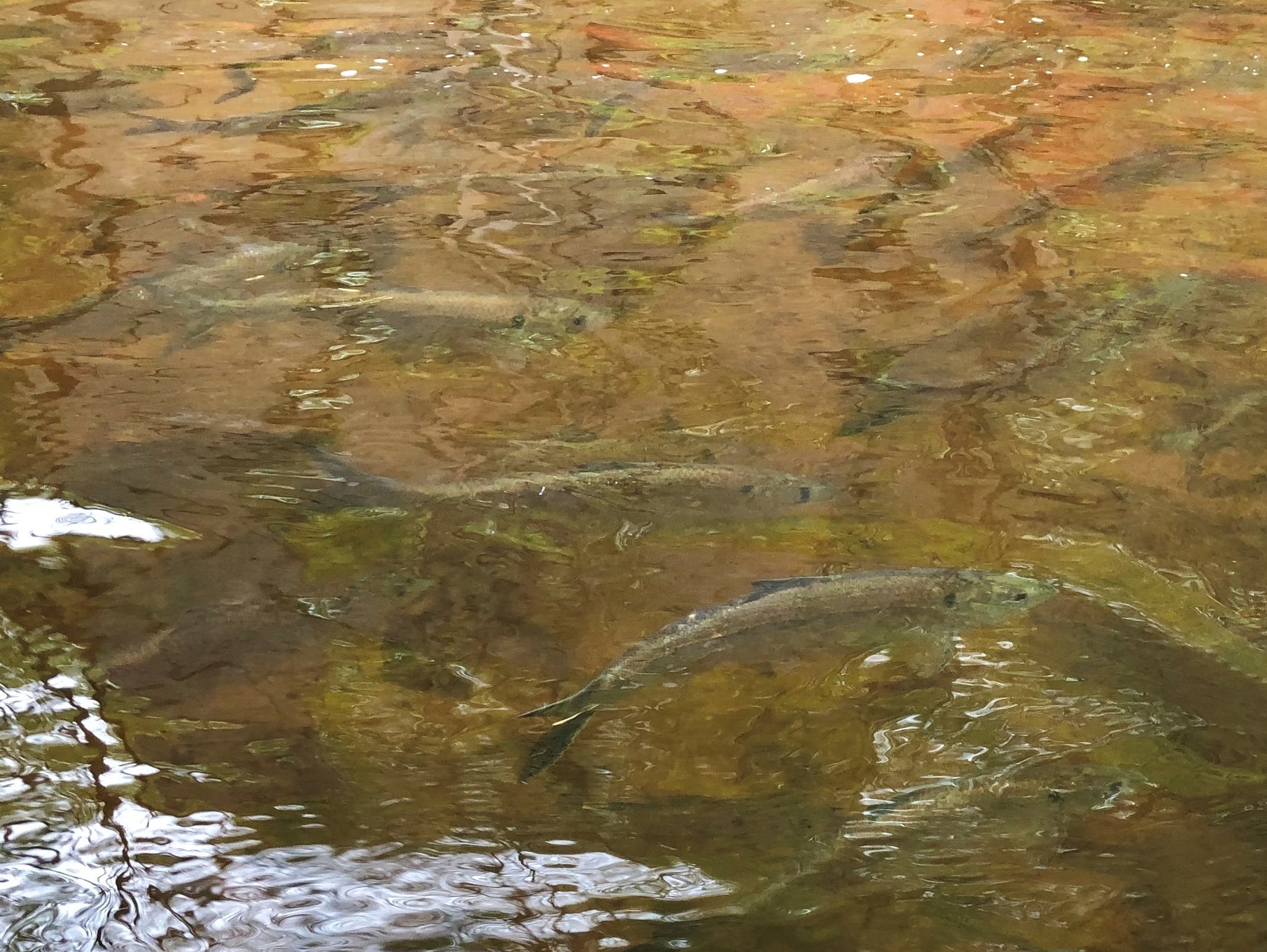 Alosa sapidissima (Wilson, 1811)