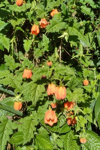 Caiophora canarinoides · iNaturalist