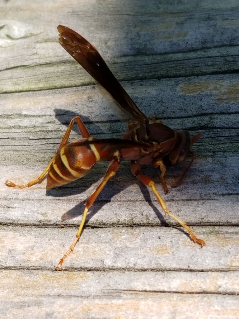 Southern Paper Wasp from Alvin, TX, USA on May 02, 2021 at 12:16 PM by ...