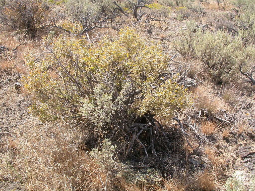 Hopsage (Tejon Ranch East Mohave Wildflowers) · iNaturalist