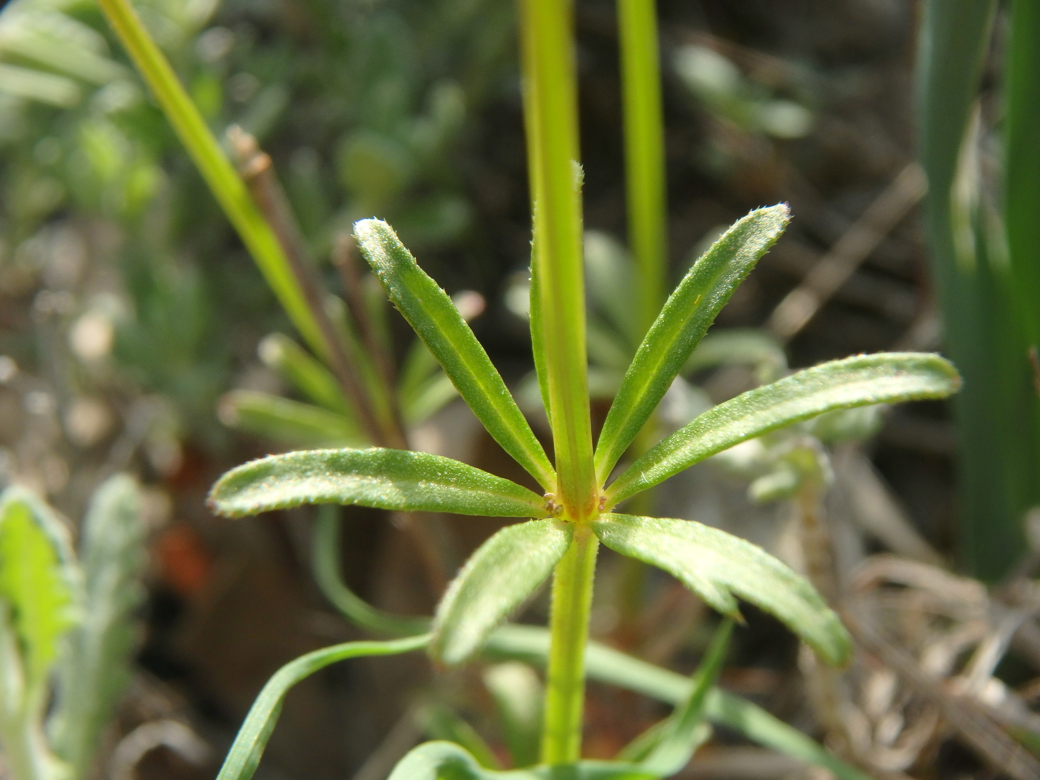 Asperula arvensis L.