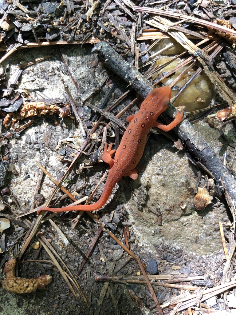 Red-spotted Newt from Powhatan State Park, Powhatan, VA, US on May 04 ...