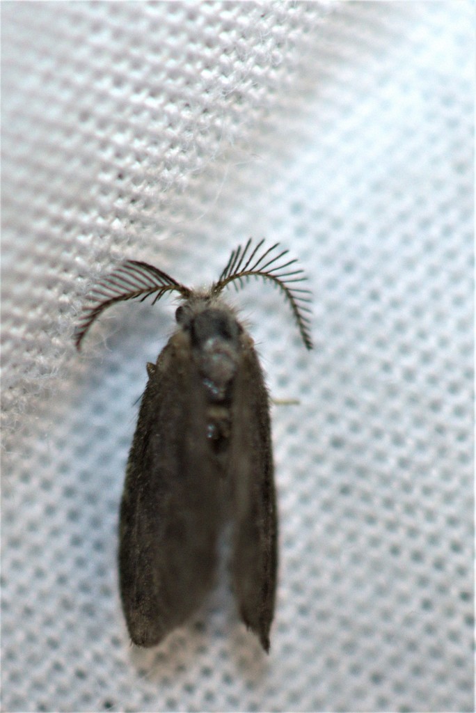 Cryptothelea from Polk County, FL, USA on May 3, 2021 at 08:23 PM by ...