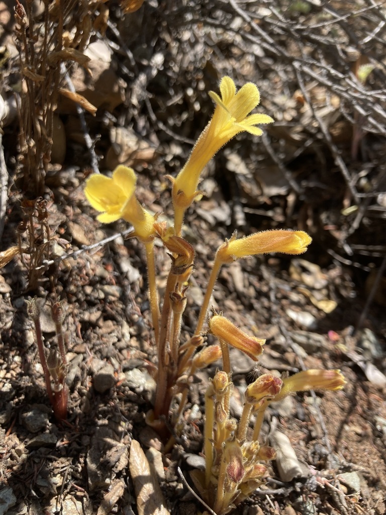 clustered broomrape from Tehama County, CA, USA on May 03, 2021 at 12: ...