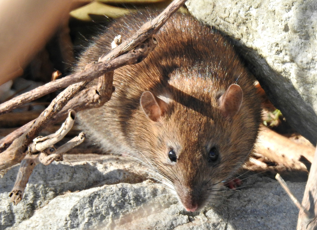 Brown Rat from LaSalle Park, Lasalle Park Rd, Burlington, ON L7T ...