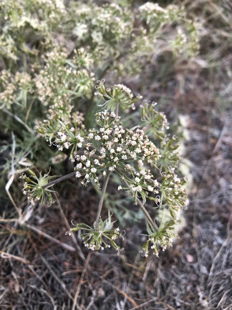 bigseed biscuitroot from Pocatello, ID, USA on May 3, 2021 at 08:23 PM ...