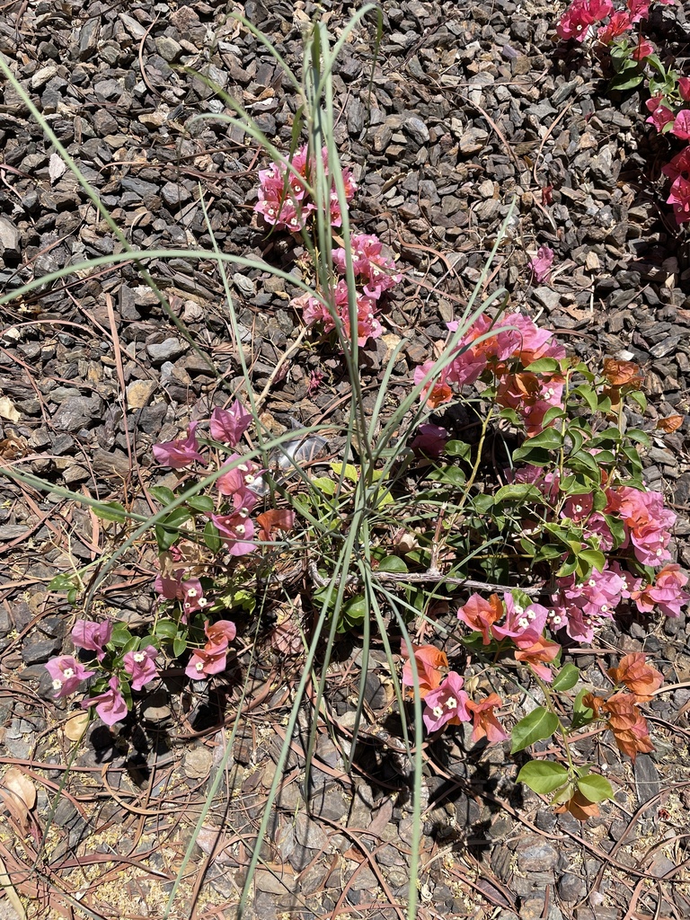 shoestring acacia from E Warner Rd, Tempe, AZ, US on May 04, 2021 at 12 ...