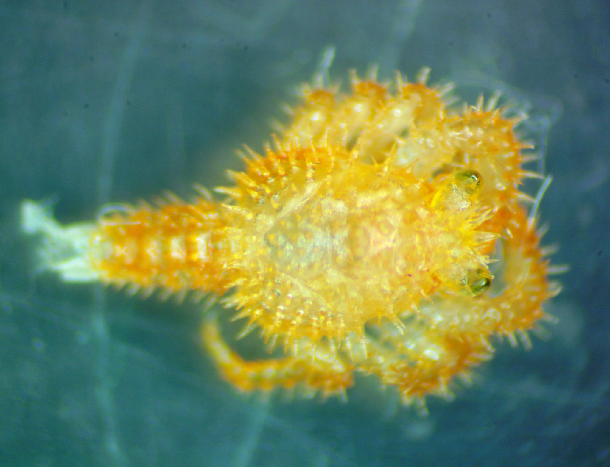 Acantholithodes hispidus (Stimpson, 1860)