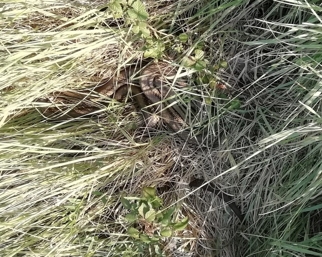 Four-lined Snake from Riserva Naturale Statale "Litorale Romano", Roma ...