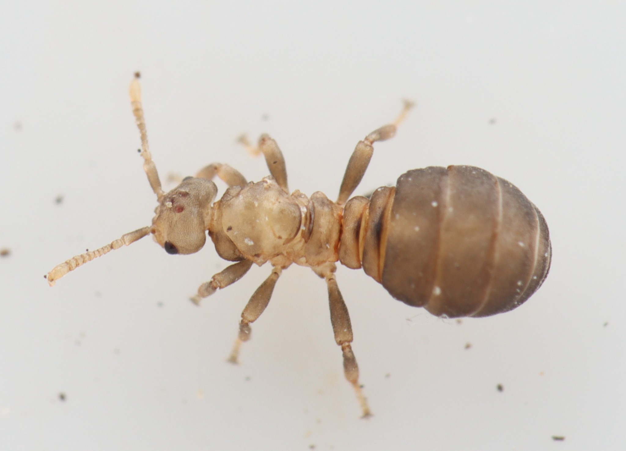 Anergates atratulus (Schenck, 1852)