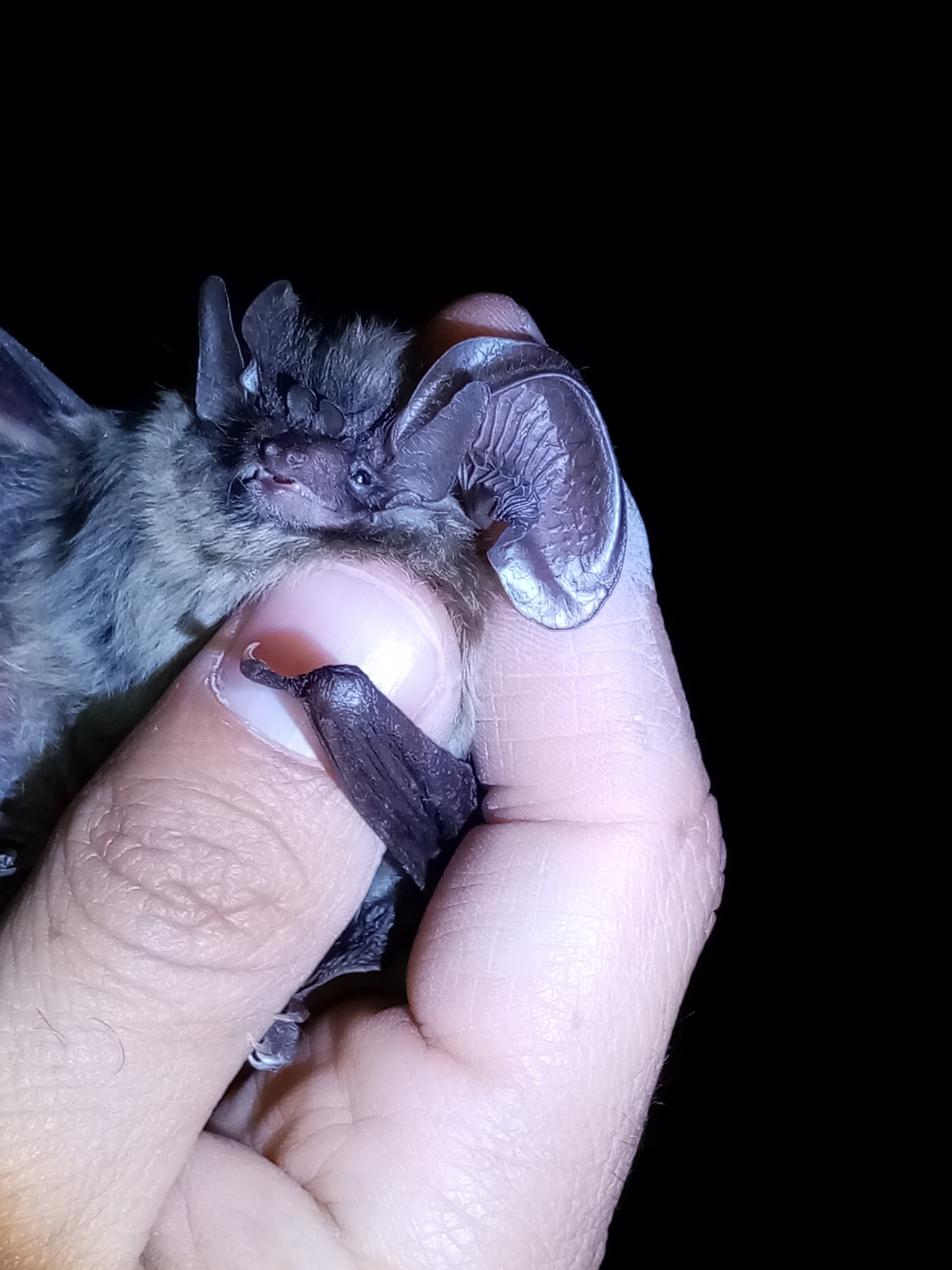 Idionycteris phyllotis (G.M.Allen, 1916)