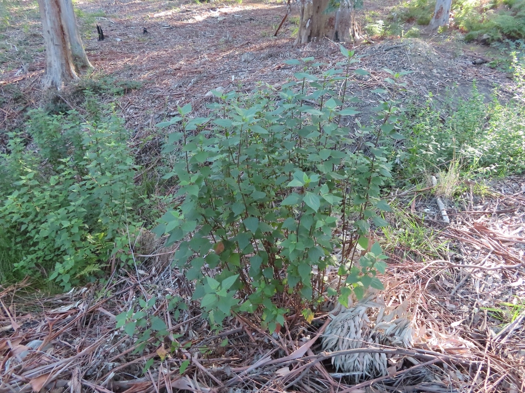 sticky snakeroot from Shady Glen Somerset West, Cape Town, South Africa ...