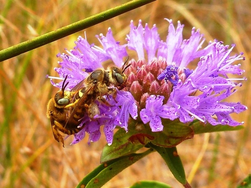 Calliopsis zonalis · iNaturalist