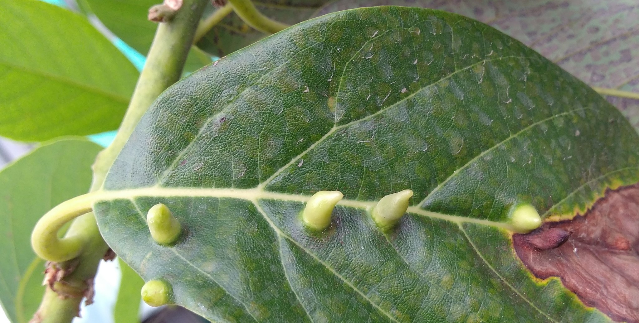 Trioza anceps Tuthill, 1944