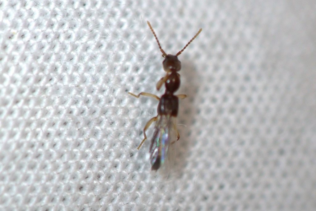 Scopaeina from Polk County, FL, USA on May 03, 2021 at 09:18 PM by Tom ...