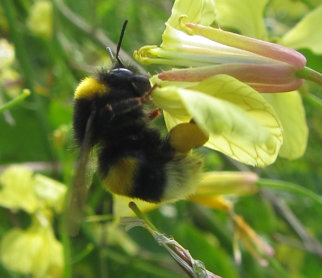 Buff-tailed Bumble Bee from Chiloé Province, Los Lagos Region, Chile on ...