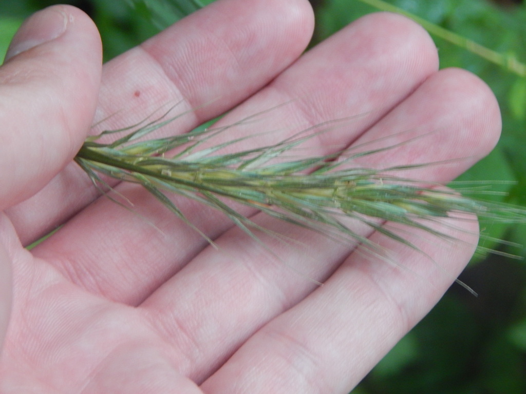 Wild Ryes and Wheatgrasses from North Arlington, Arlington, TX, USA on ...