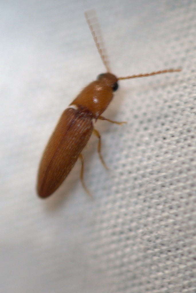 Dipropus asper from Polk County, FL, USA on May 03, 2021 at 08:40 PM by ...