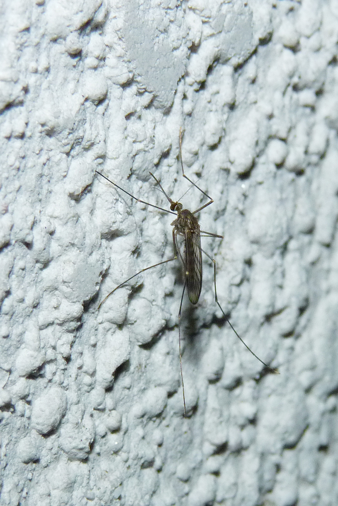 Culicine Mosquitoes from La Plata, Provincia de Buenos Aires, Argentina ...