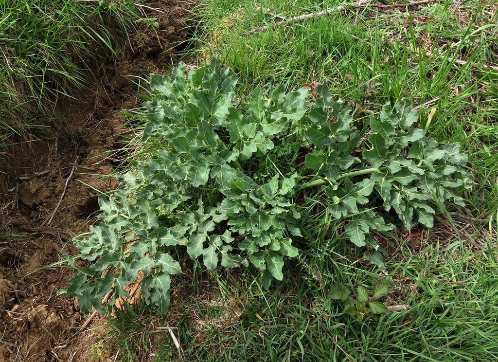 Hercules All-heal (Opopanax chironium) - Botanical Realm