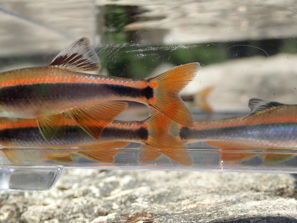 Metallic Shiner (Pteronotropis metallicus) - Marine Life Identification