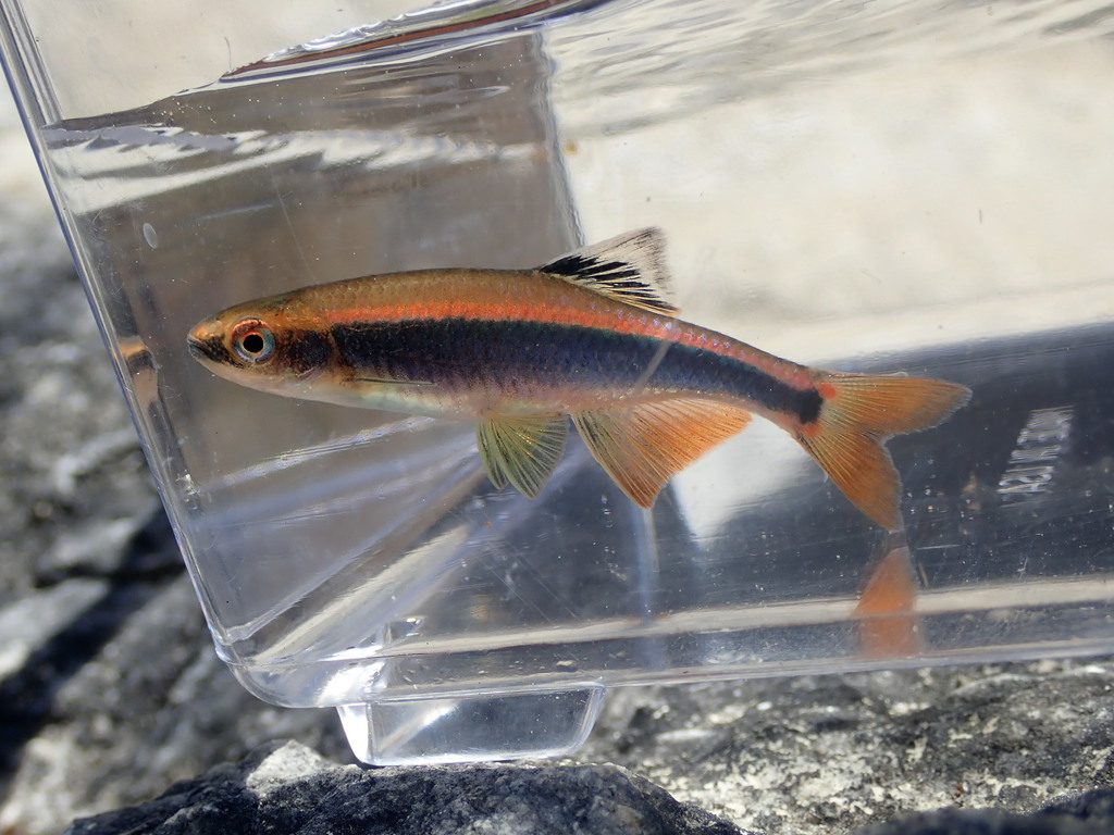 Metallic Shiner from Clay, Florida, United States on April 3, 2021 at ...