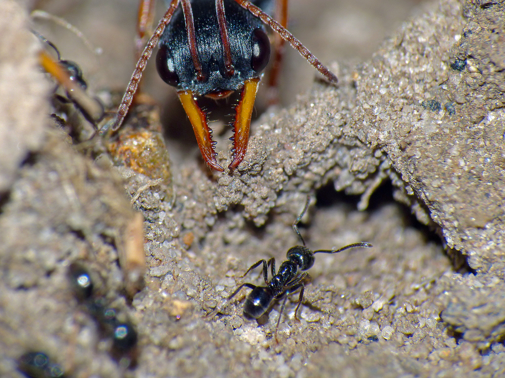 Jack Jumper Ant from Mount Wellington, Tasmania, Australia on March 22 ...