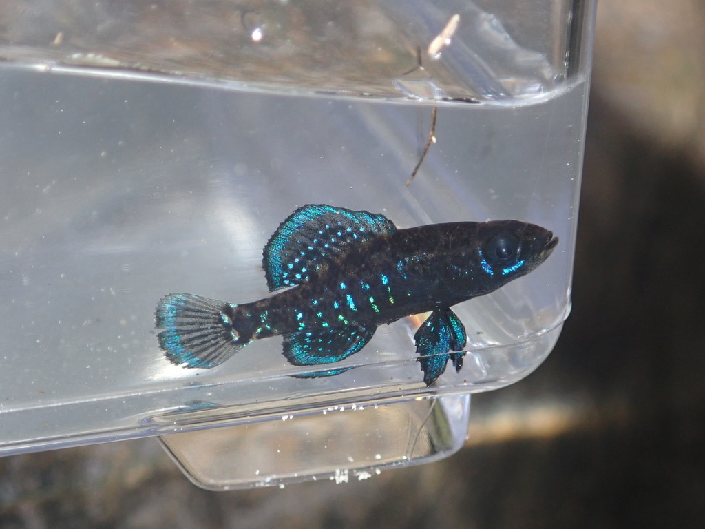 Pygmy Sunfishes (Elassoma) - Marine Life Identification