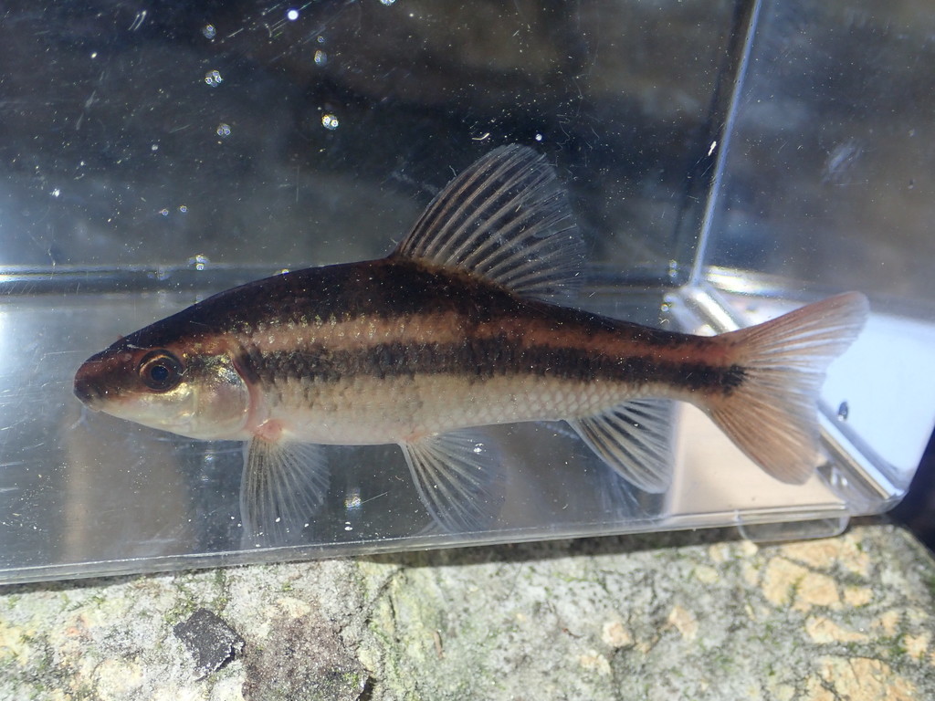 Lake Chubsucker (Wildlife and Wildflowers of Texas - Fish) · iNaturalist