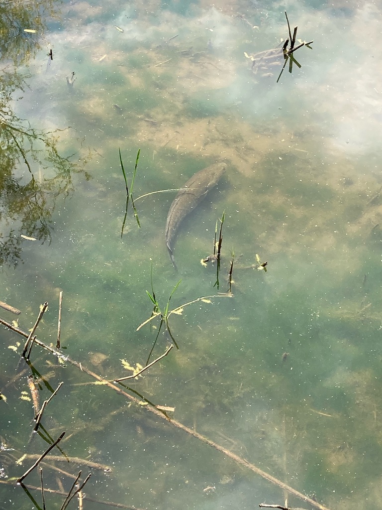 Northern Snakehead from Southwest Philadelphia, Philadelphia, PA, USA ...
