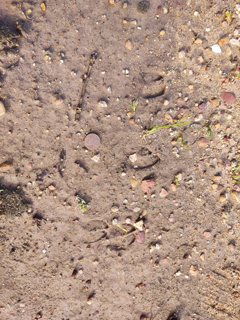 Collared Peccary from Cedar Creek, TX 78612, USA on May 01, 2021 at 08: ...