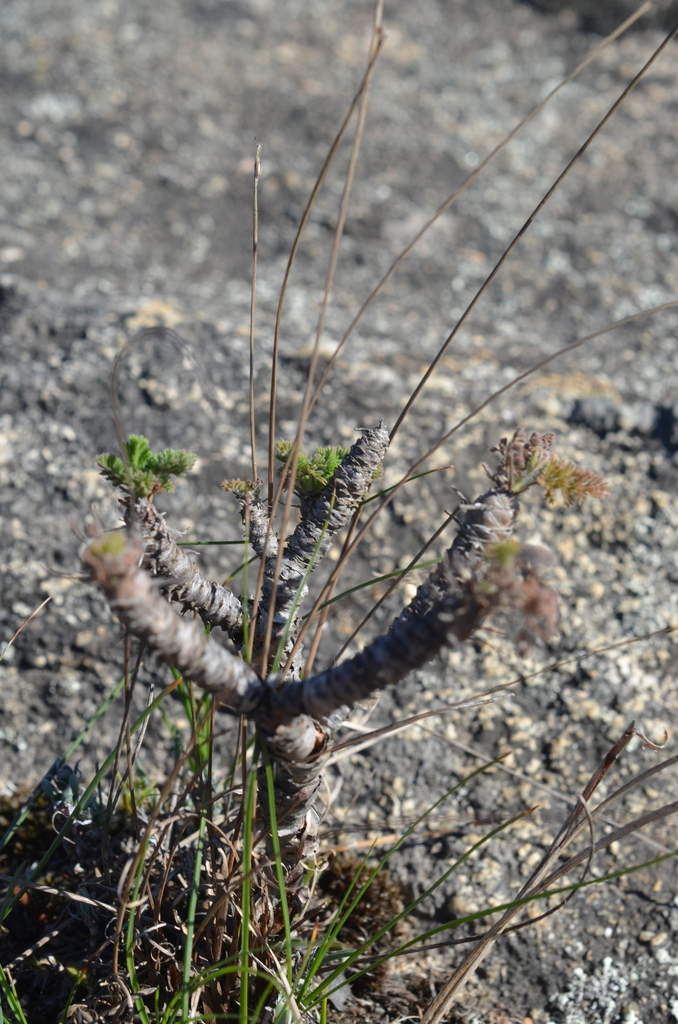 hairy pelargonium from Brackenfell, Cape Town, South Africa on May 2 ...