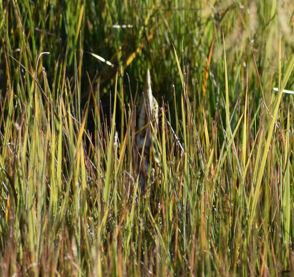 American Bittern from Westwood, CA 96137, USA on September 20, 2019 at ...