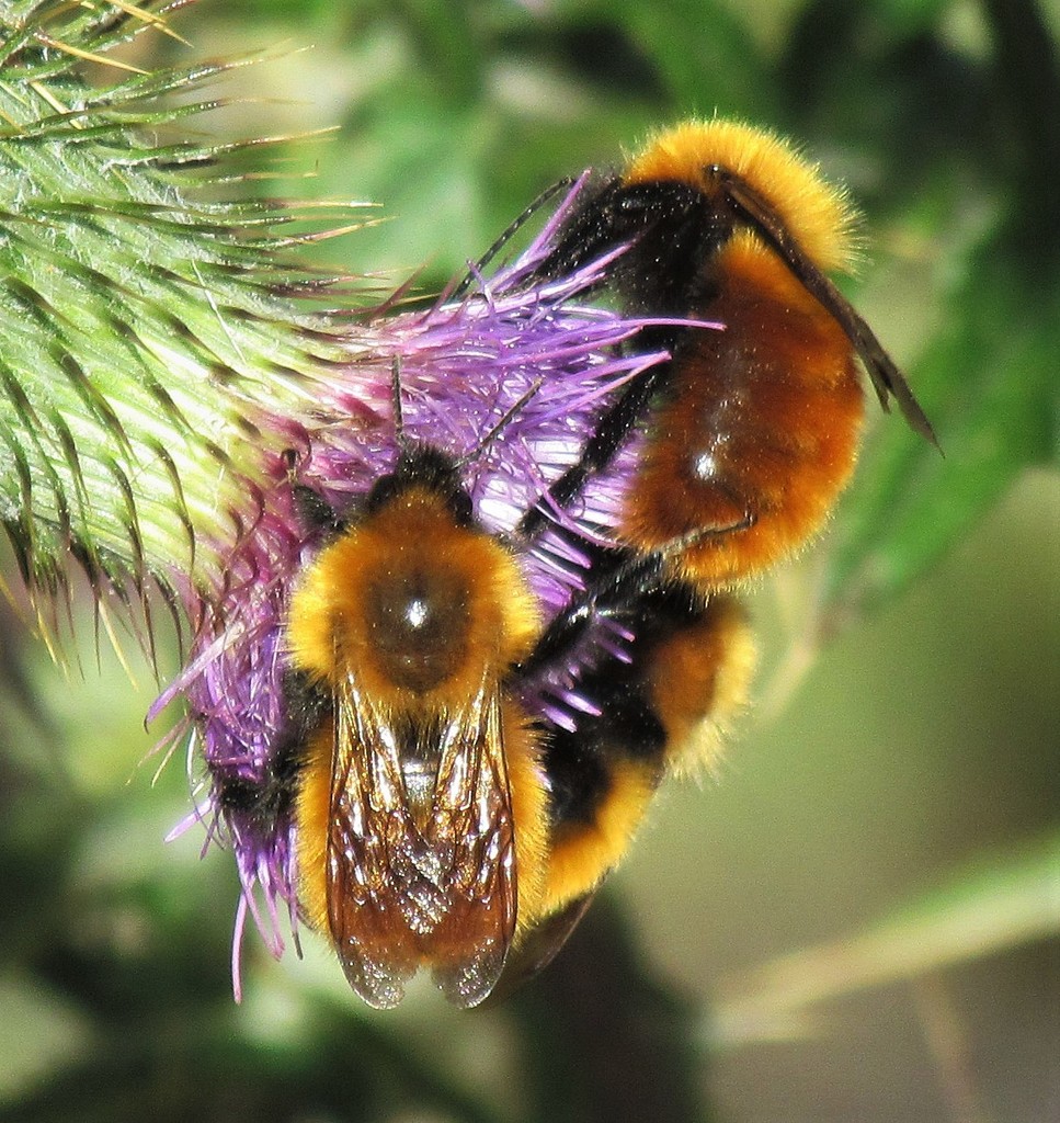 Giant Bumble Bee in February 2012 by Hugo Hulsberg · iNaturalist