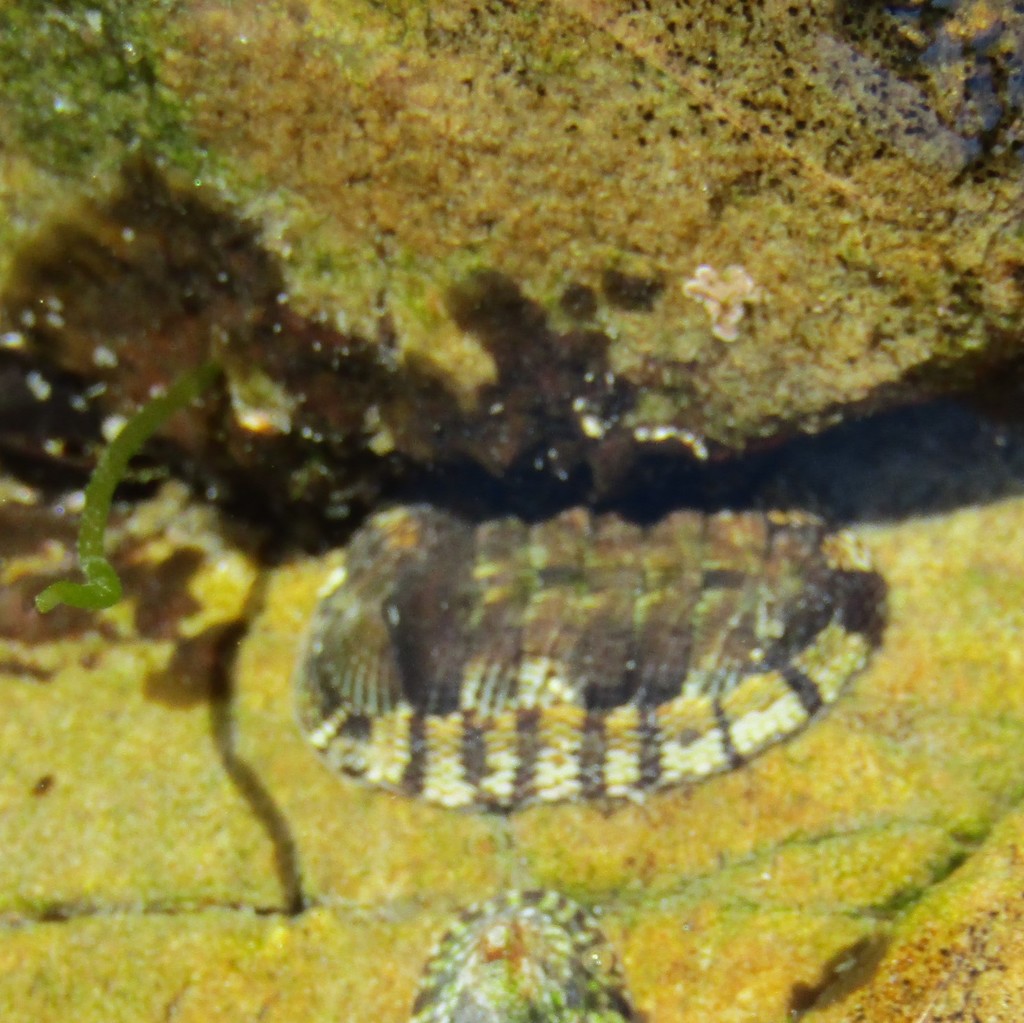 Snakeskin Chiton from Wellington, New Zealand on May 03, 2021 by wild ...
