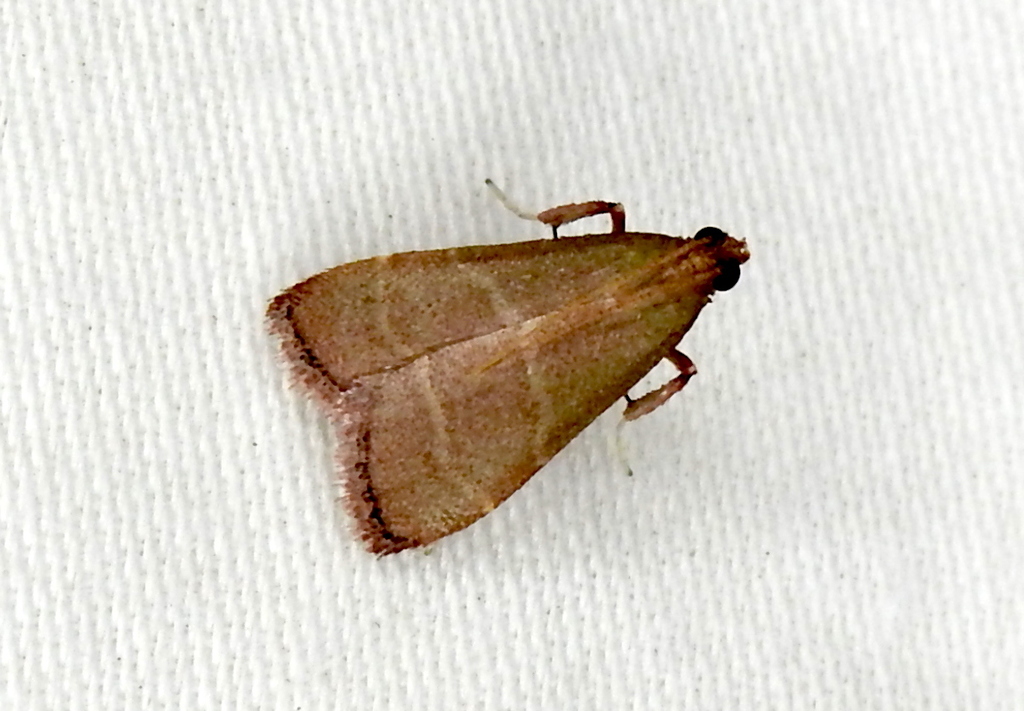 Olive Arta Moth from Alachua County, FL, USA on May 03, 2021 at 08:29 ...