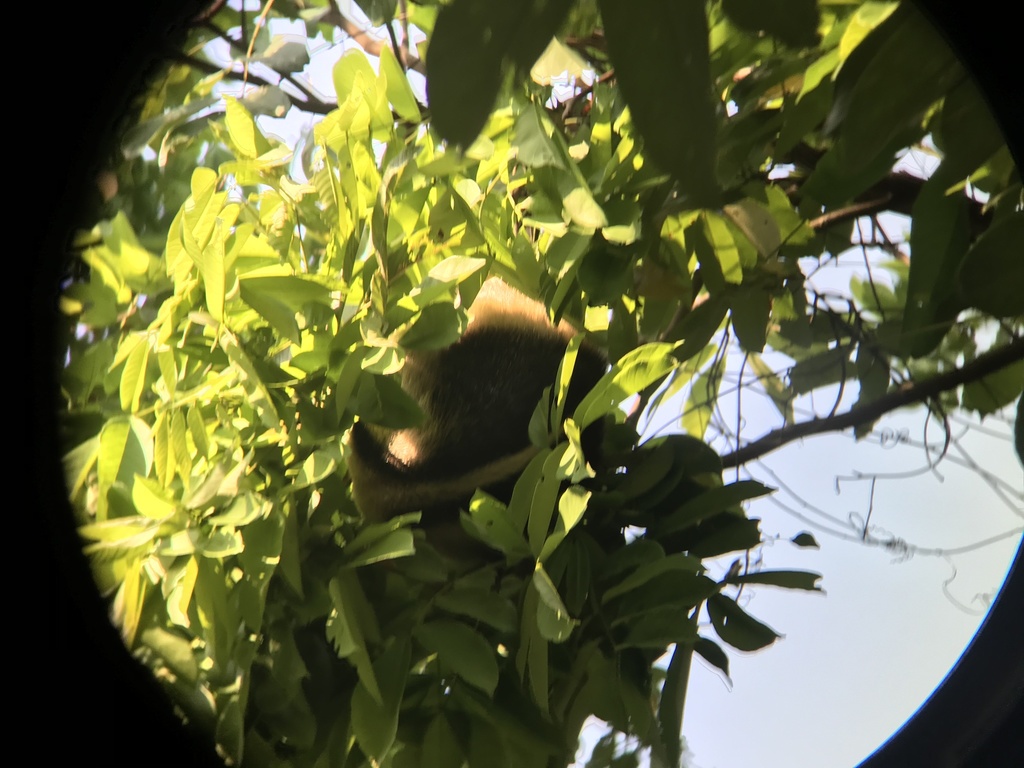 Northern Tamandua from Guanaja, Bay Islands, HN on May 4, 2021 at 03:54 ...