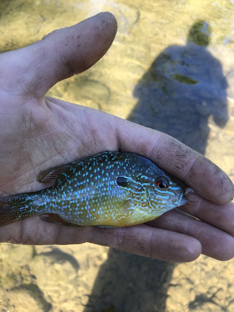 Gulf Longear Sunfish from Crandall, GA, US on May 1, 2021 at 05:40 PM ...