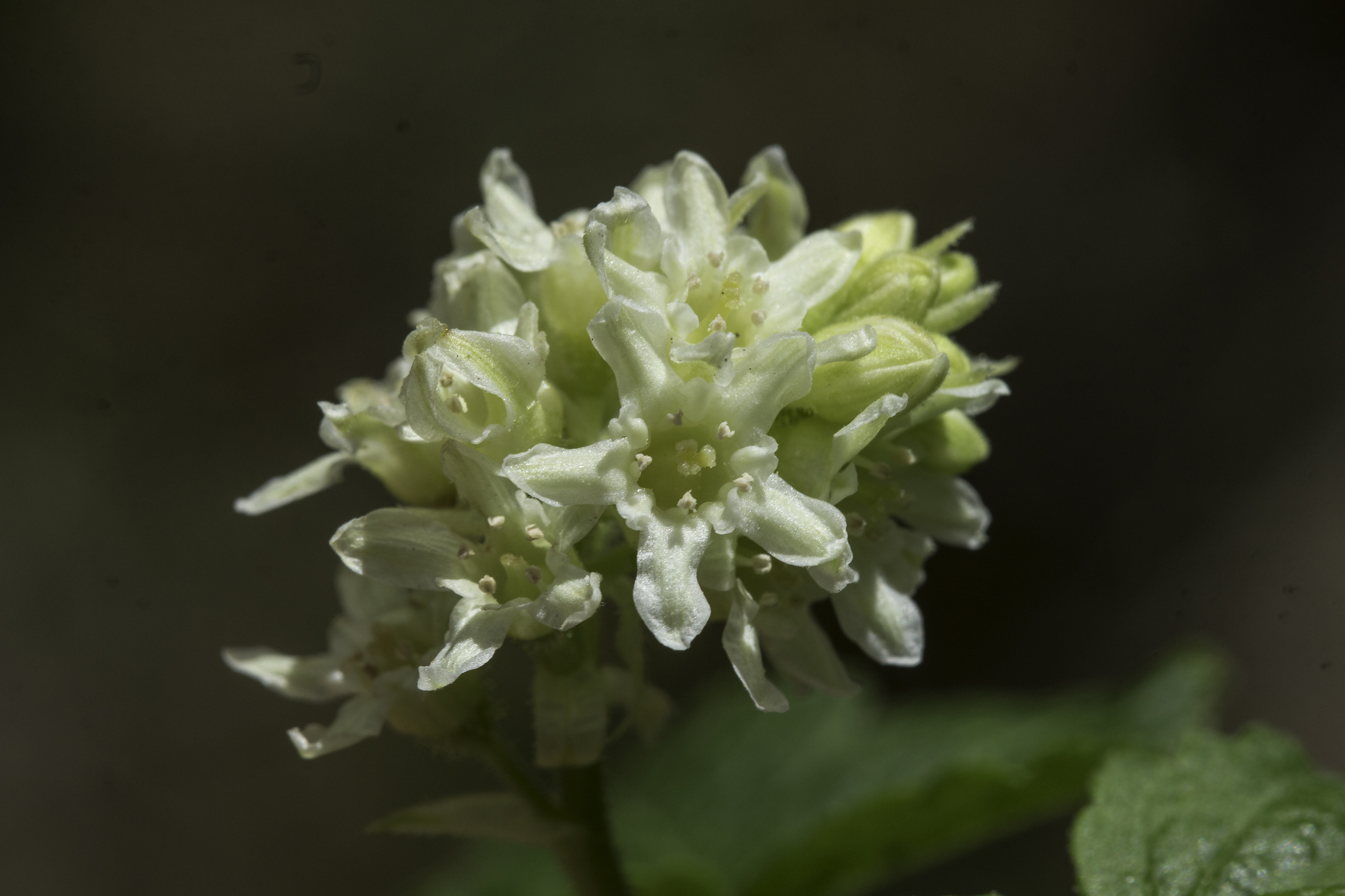 Ribes wolfii Rothr.