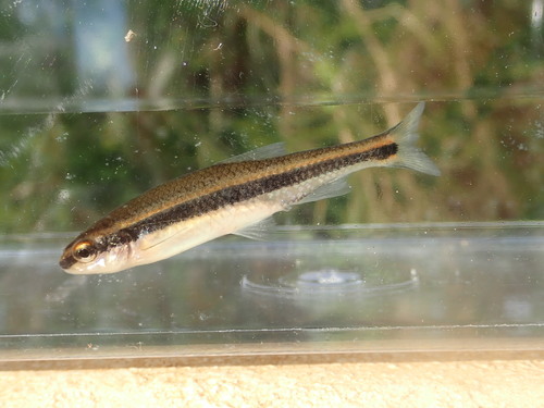 Redeye Chub (Notropis harperi) · iNaturalist